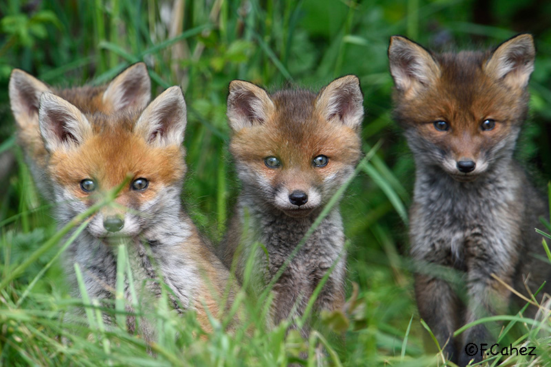 Association Oiseaux Nature | Renardeaux Vosges, France, 2014 © Fabrice ...