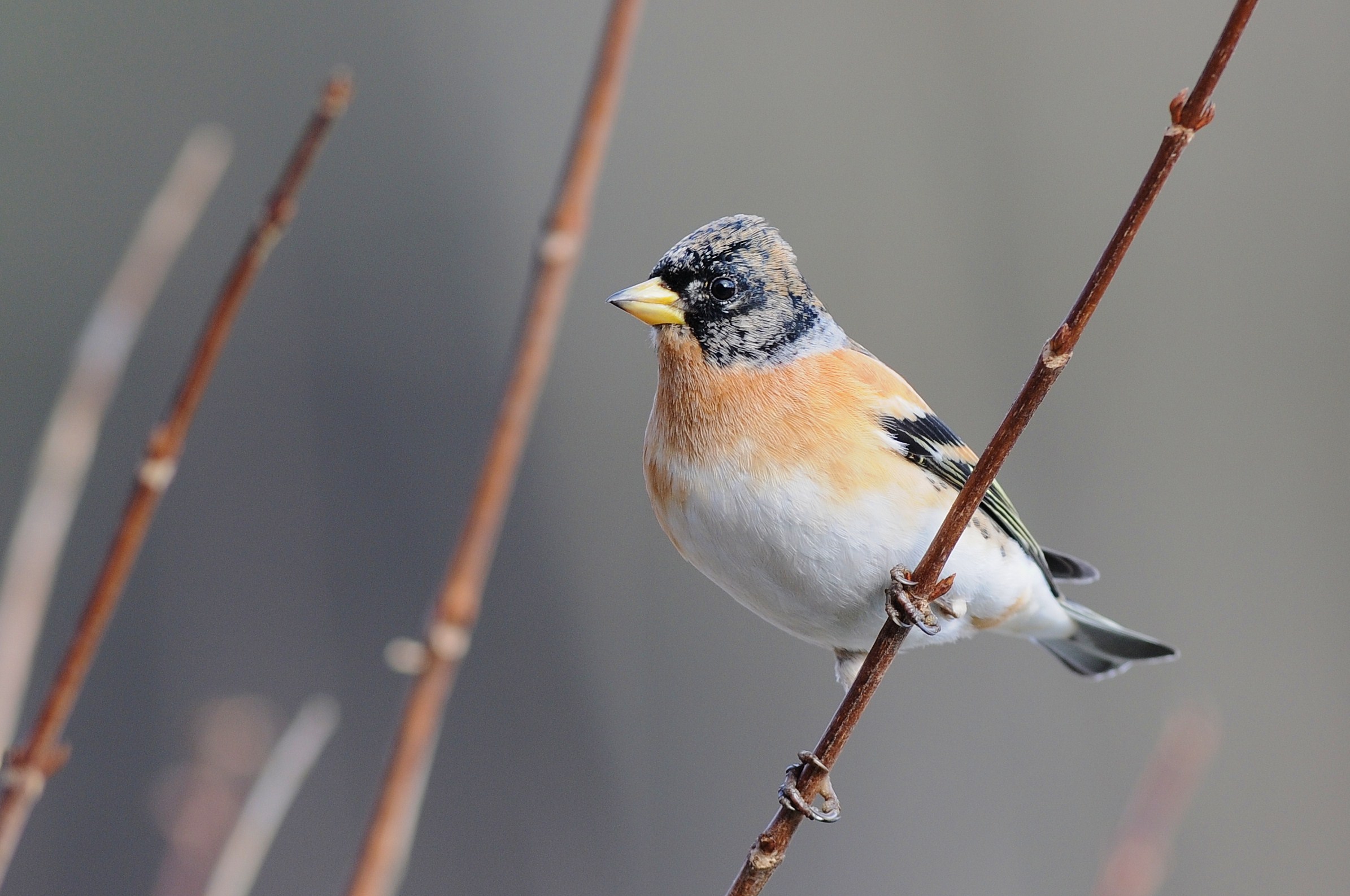 Association Oiseaux Nature | Mise à jour : Dortoir de Pinsons du Nord ...